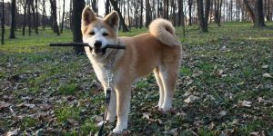 Akita Growth Chart (Weight & Size) | How Big Do Akitas Get