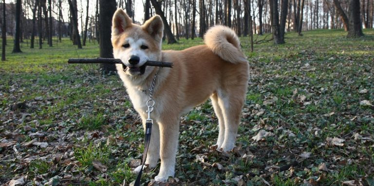 Akita Growth Chart (Weight & Size) | How Big Do Akitas Get
