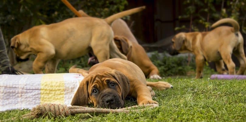 Boerboel Weight Chart | Boerboel Puppy Size & Growth Chart