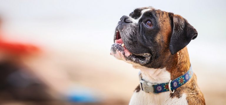 Boxer Growth Chart | Boxer Puppy Weight & Size Chart