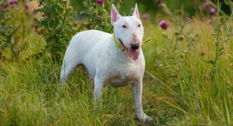 Bull Terrier Weight Chart | Size & Growth Chart