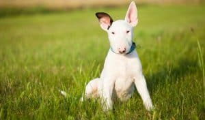 Bull Terrier Weight Chart | Size & Growth Chart