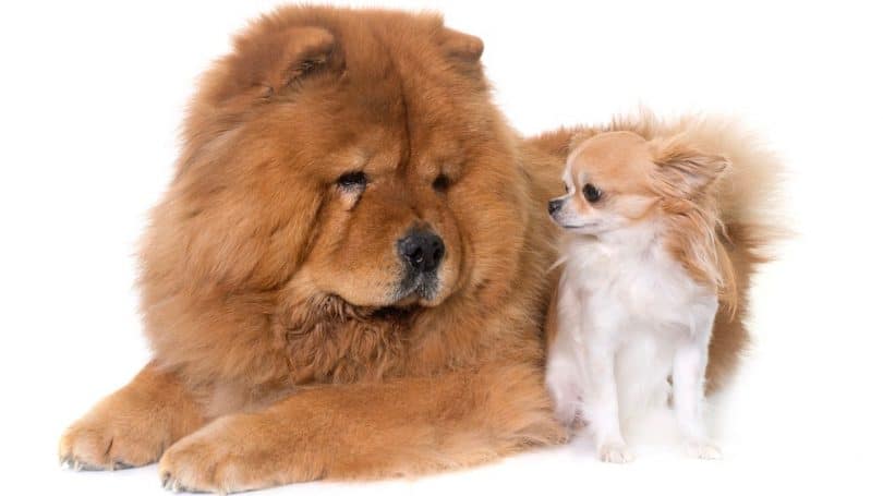 Chow Chow Weight Chart | Chow Chow Size & Growth Chart