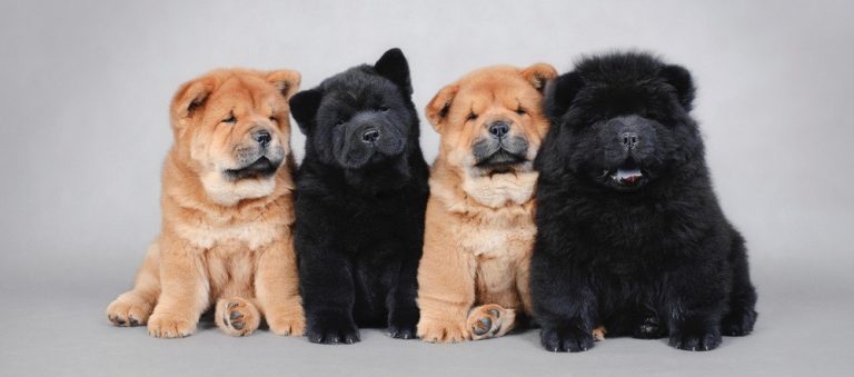 Chow Chow Weight Chart | Chow Chow Size & Growth Chart