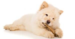 Chow Chow Weight Chart | Chow Chow Size & Growth Chart