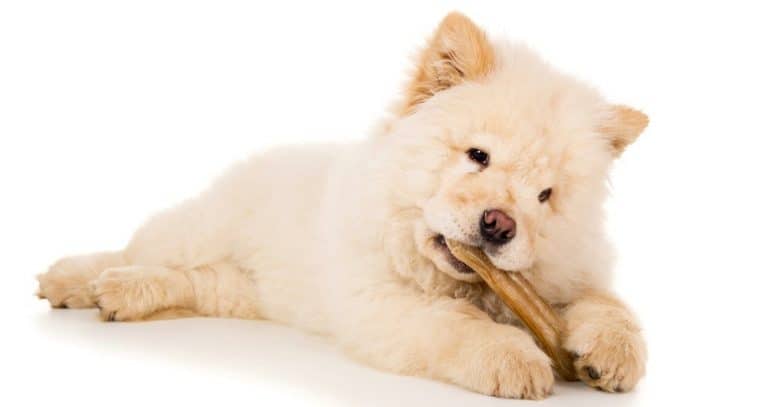 Chow Chow Weight Chart | Chow Chow Size & Growth Chart