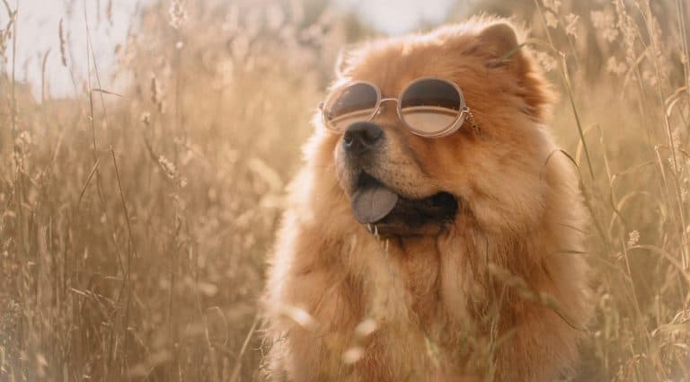 Chow Chow Weight Chart | Chow Chow Size & Growth Chart