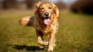 Dog Tongue Color Chart | Tongue Color Symptoms & Causes