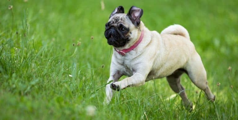 Pug Growth Chart (Weight & Size Chart) | How Big Do Pugs Get