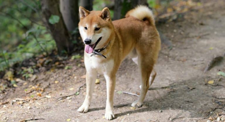 Shiba Inu Growth Chart | Shiba Inu Weight & Size Chart