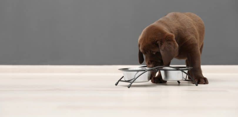 How Much To Feed A Lab Puppy | Lab Puppy Feeding Chart