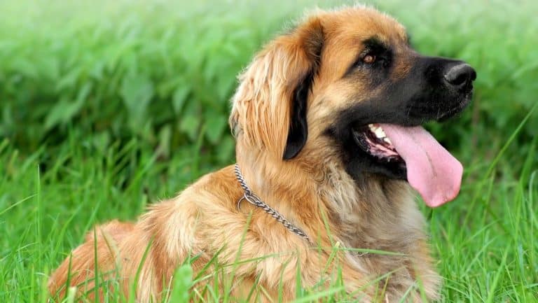 Leonberger Weight Chart | Size & Growth Chart