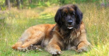 Leonberger Weight Chart | Size & Growth Chart