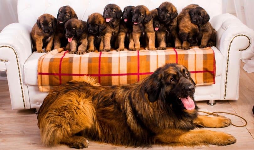 Leonberger Weight Chart | Size & Growth Chart