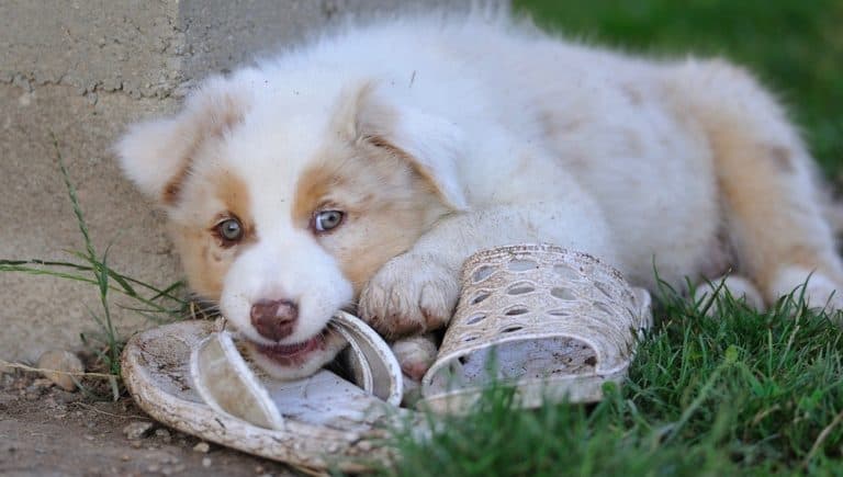 Mini Australian Shepherd Growth Chart | Weight & Size Chart