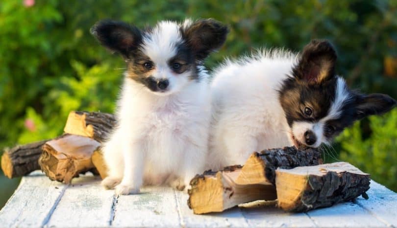 Papillon Weight Chart | Papillon Puppy Size & Growth Chart