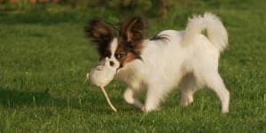 Papillon Weight Chart | Papillon Puppy Size & Growth Chart