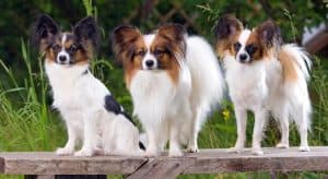 Papillon Weight Chart | Papillon Puppy Size & Growth Chart