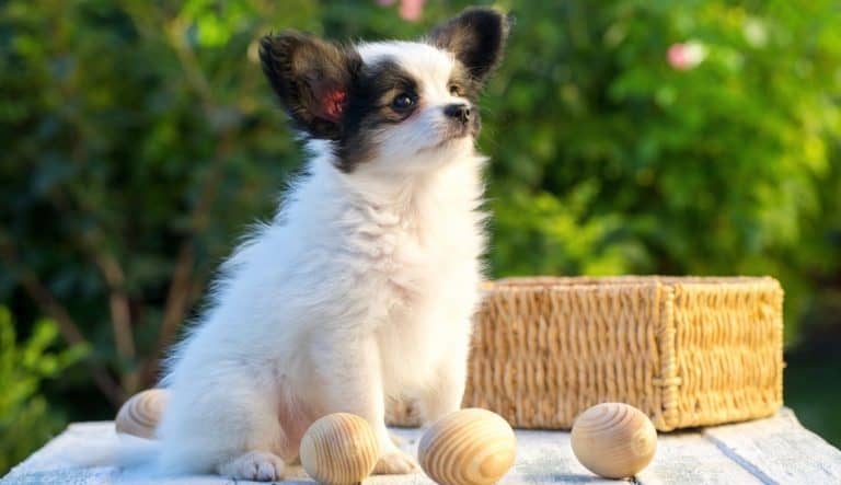 Papillon Weight Chart | Papillon Puppy Size & Growth Chart