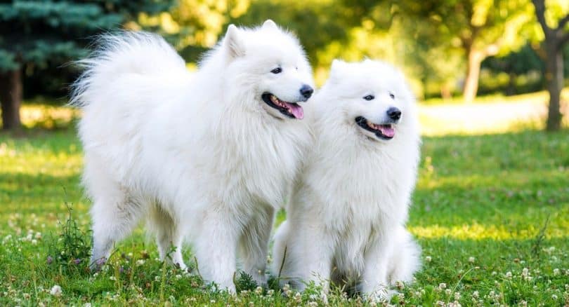 Samoyed Weight Chart | Samoyed Size & Growth Chart