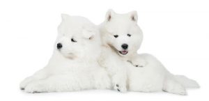 Samoyed Weight Chart | Samoyed Size & Growth Chart