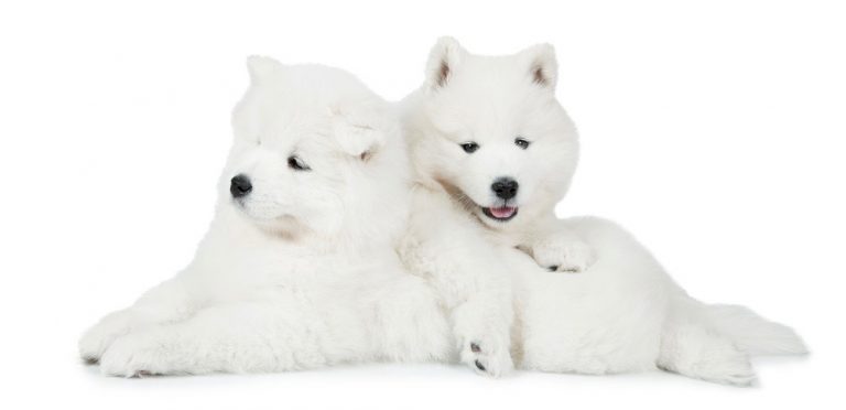 Samoyed Weight Chart | Samoyed Size & Growth Chart