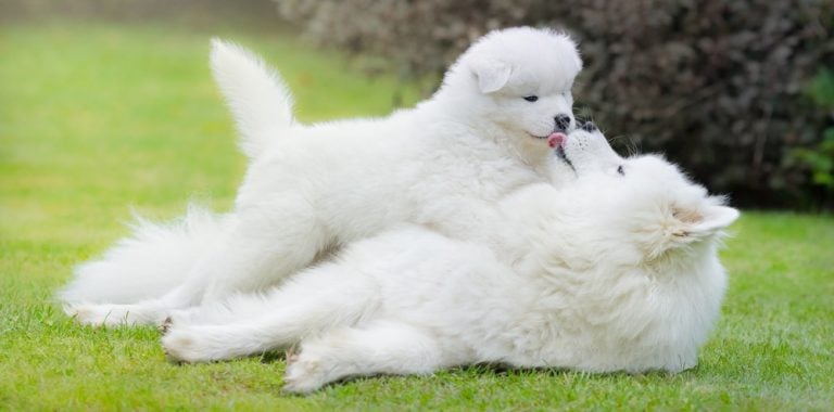 Samoyed Weight Chart | Samoyed Size & Growth Chart