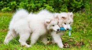 Samoyed Weight Chart | Samoyed Size & Growth Chart