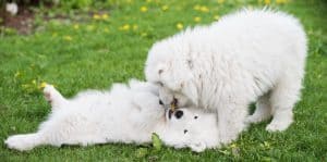 Samoyed Weight Chart | Samoyed Size & Growth Chart