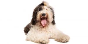 Sheepadoodle Growth Chart | Weight & Size Chart