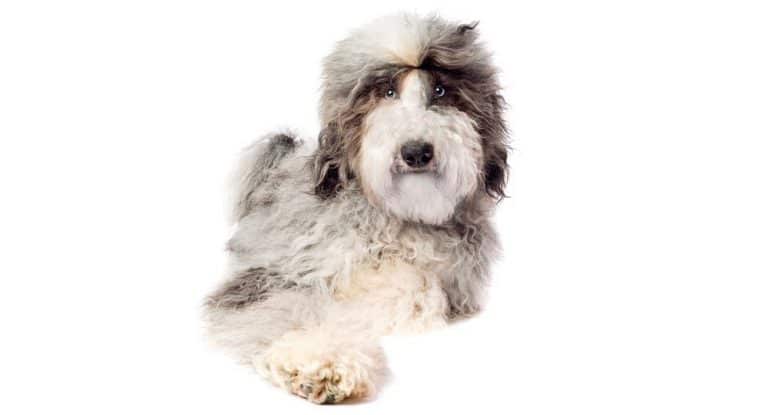 Sheepadoodle Growth Chart | Weight & Size Chart