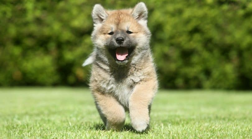 Shiba Inu Growth Chart | Shiba Inu Weight & Size Chart