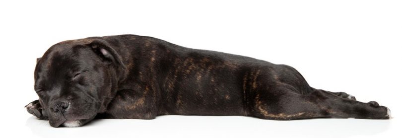 Staffordshire Bull Terrier Weight Chart | Size & Growth Chart