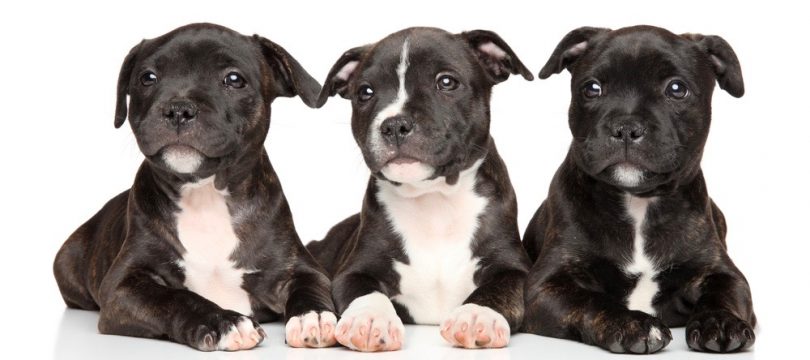 Staffordshire Bull Terrier Weight Chart | Size & Growth Chart