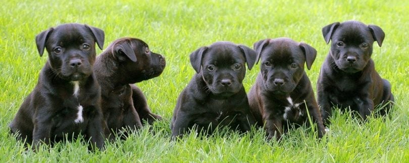 Staffordshire Bull Terrier Weight Chart | Size & Growth Chart