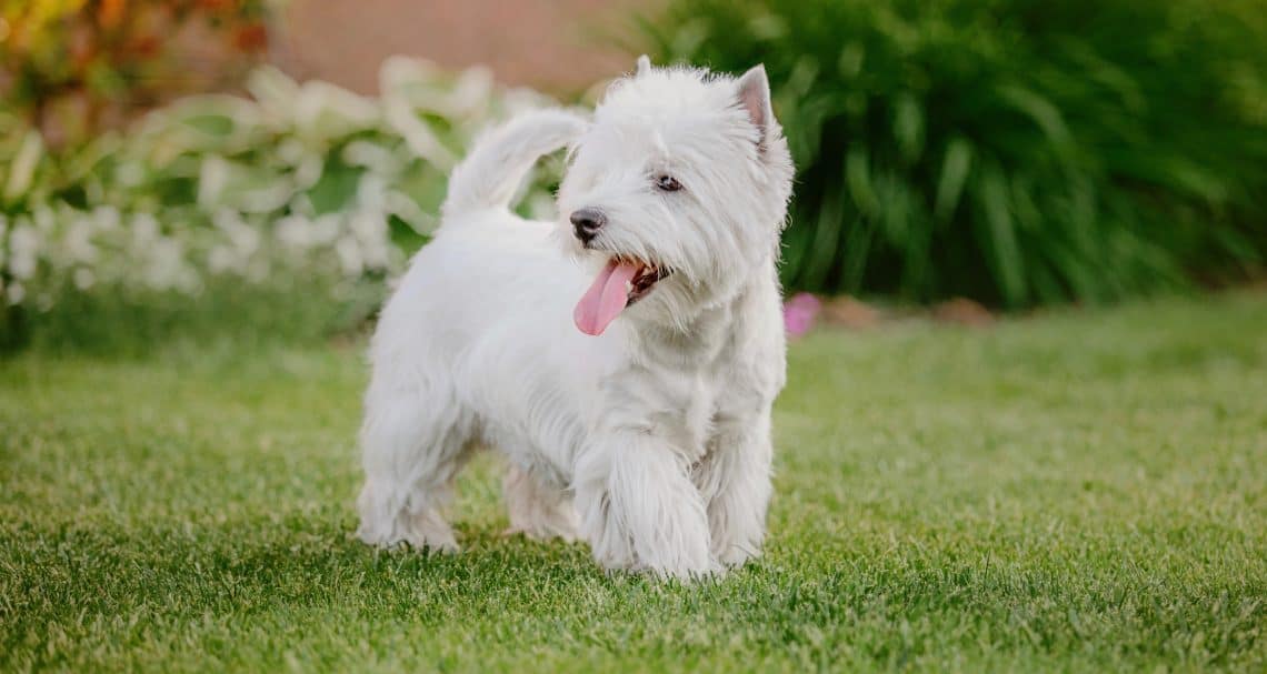 Australian Shepherd Growth Chart | Aussie Weight & Size Chart