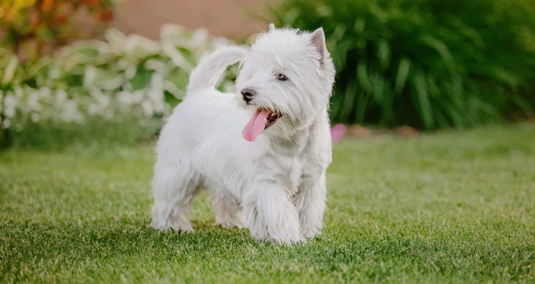 Saint Bernard Growth Chart | St. Bernard Weight & Size Chart