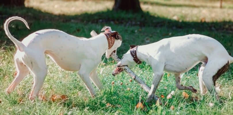 Whippet Weight Chart | Whippet Puppy Size & Growth Chart