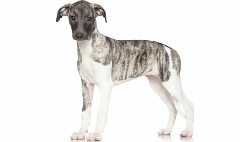 Whippet Weight Chart | Whippet Puppy Size & Growth Chart