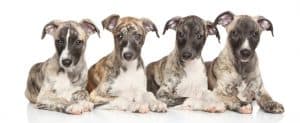 Whippet Weight Chart | Whippet Puppy Size & Growth Chart