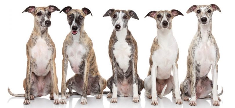 Whippet Weight Chart | Whippet Puppy Size & Growth Chart