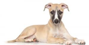 Whippet Weight Chart | Whippet Puppy Size & Growth Chart