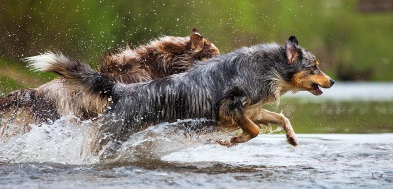 Do Australian Shepherds Have Tails | Bobbed Tail vs. Normal Tail