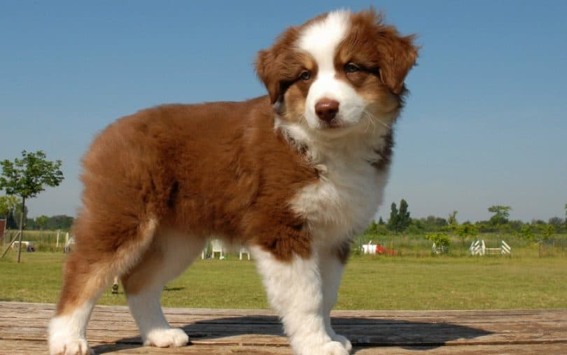 Do Australian Shepherds Have Tails | Bobbed Tail vs. Normal Tail