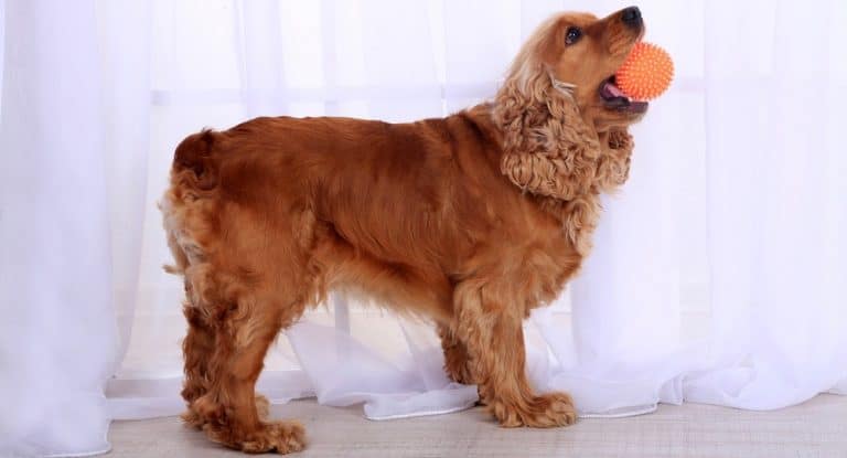 Cocker Spaniel Lifespan | How Long Do Cocker Spaniels Live