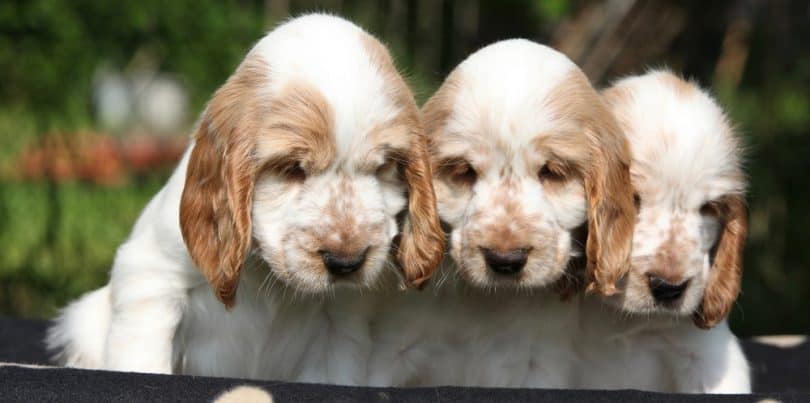 Cocker Spaniel Lifespan | How Long Do Cocker Spaniels Live