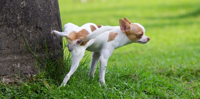 Dog Urine Color Chart | What Is A Normal Urine Color For Dogs