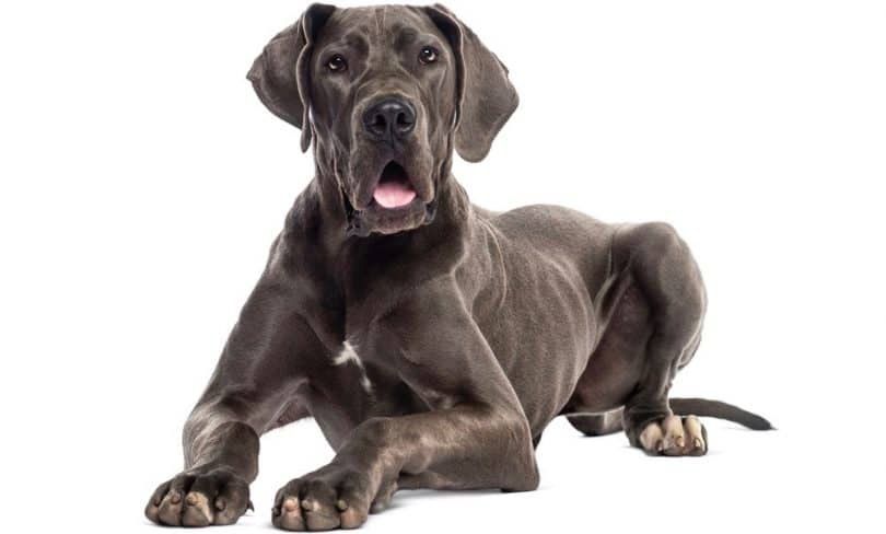 Great Dane Lifespan | How Long Do Great Danes Live