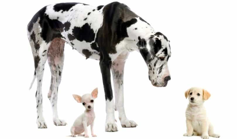 Great Dane Lifespan | How Long Do Great Danes Live