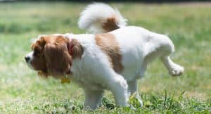 Dog Urine Color Chart | What Is A Normal Urine Color For Dogs